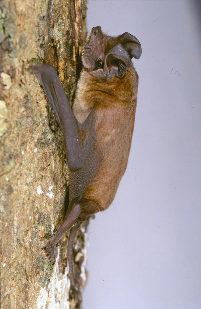 Sierra Leone free-tailed bat (Bats of Ivory Coast) · iNaturalist