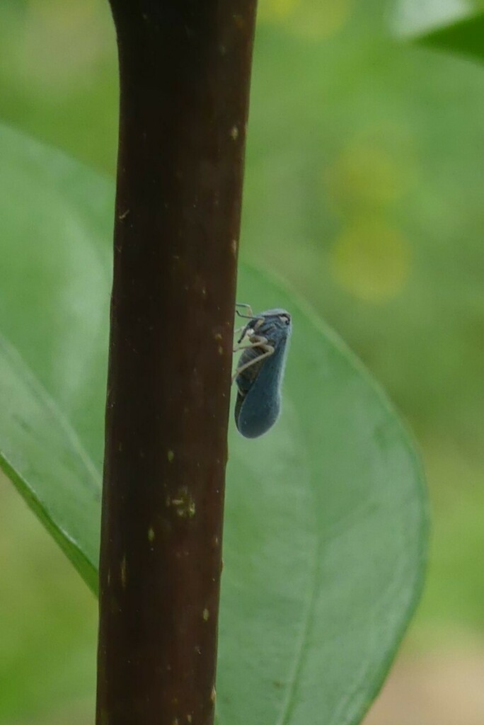 Cedusa from Eloy Alfaro, Ecuador on August 30, 2023 at 05:02 PM by ...