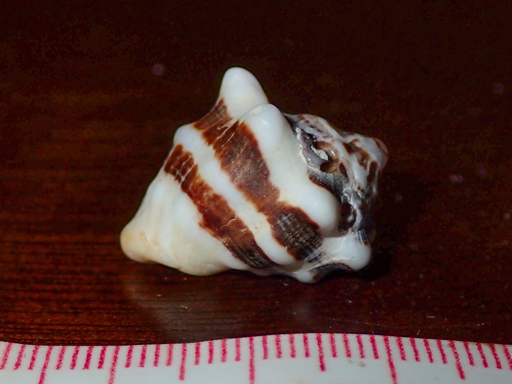 Deltoid Rock Shell from Cayman Islands on February 28, 2024 at 02:53 PM ...