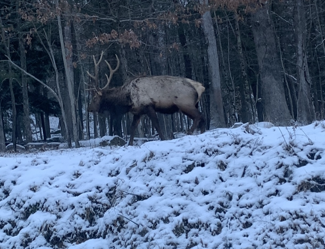 American Elk from Elk County, PA, USA on March 11, 2023 at 06:48 AM by ...