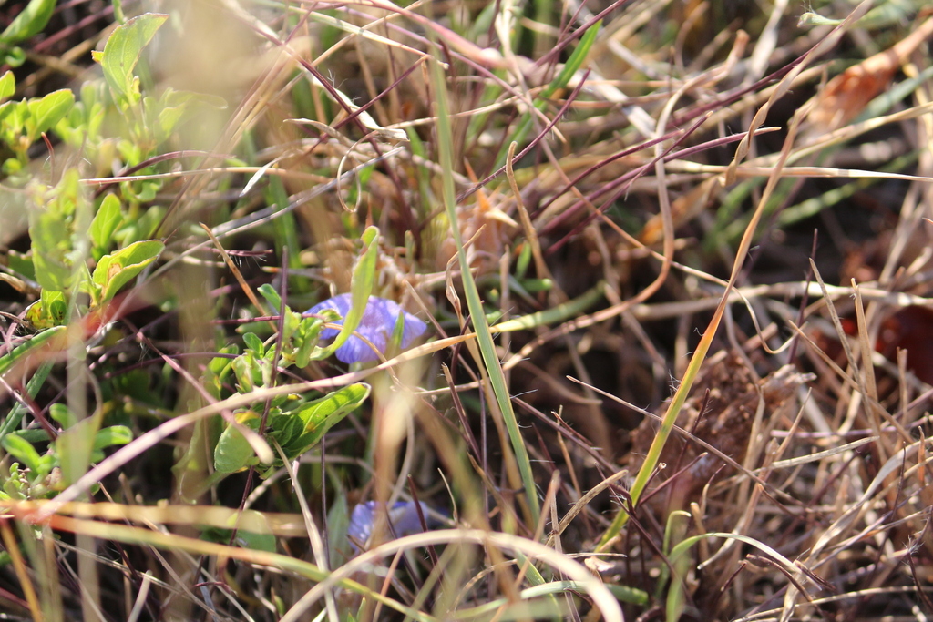Blepharis angusta from West Rand District Municipality, South Africa on ...