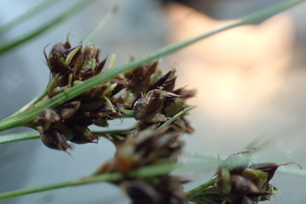 Savannah Beakrush (Rhynchospora debilis) - Botanical Realm