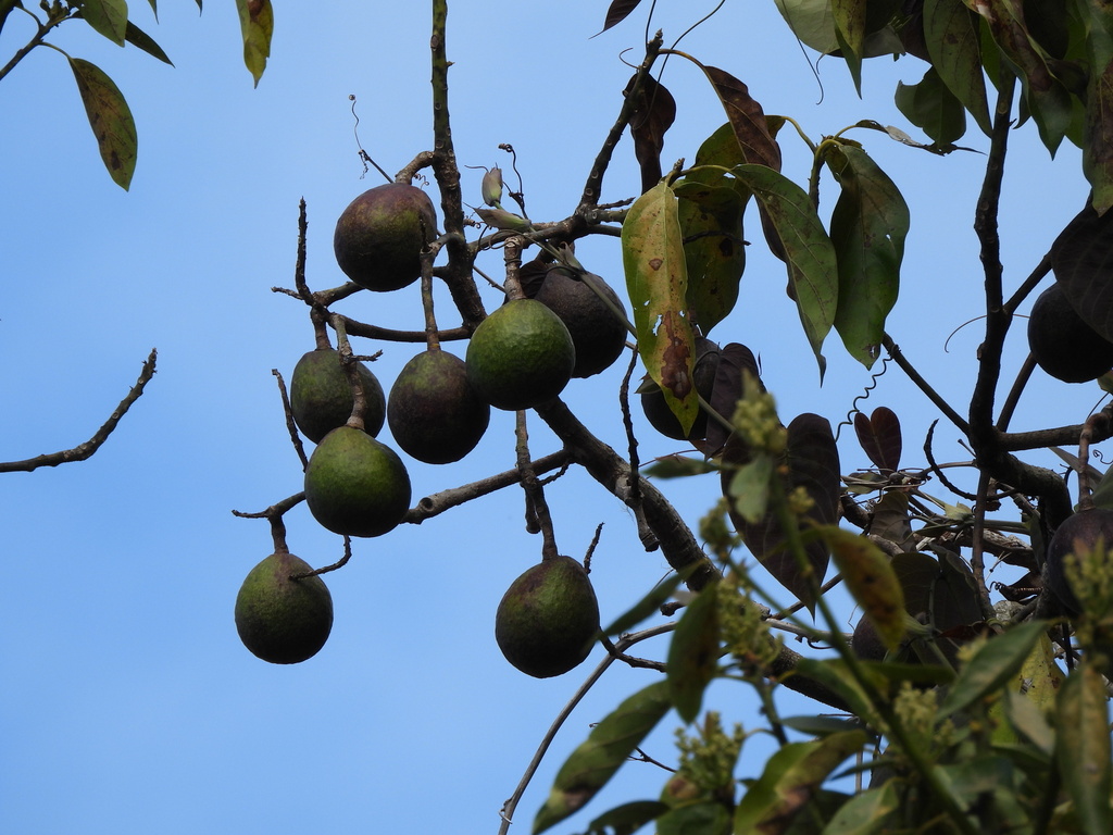 Avocado from Honua‘ula Forest Reserve, Holualoa, HI, US on February 27 ...