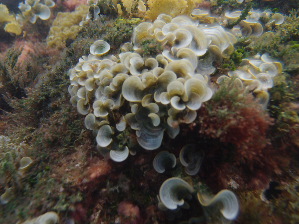 White Scroll Alga from Secret Beach to Guanyin Rock and back, Liuqiu ...