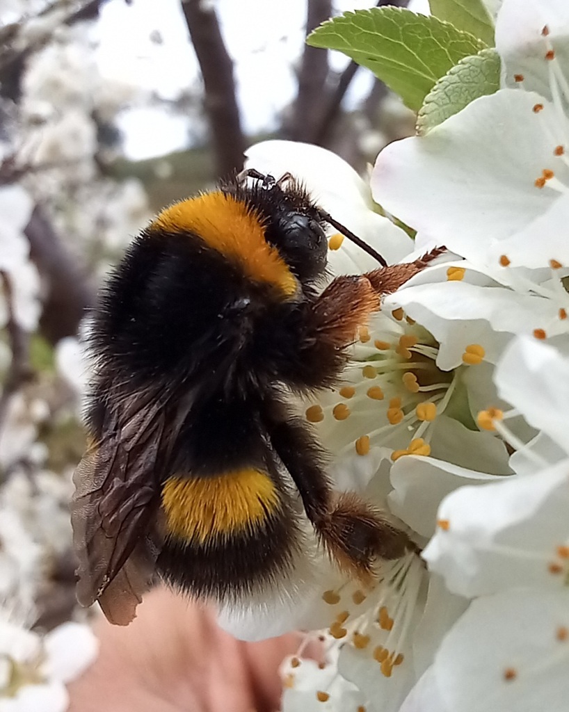 Buff-tailed Bumble Bee from Escola Secundária José Gomes Ferreira on ...