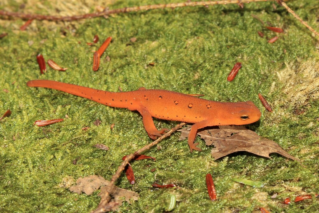 Eastern Newt from Princeton, MA, USA on September 18, 2022 at 11:16 AM ...