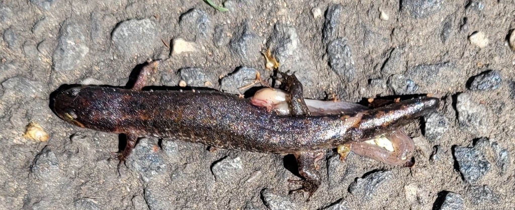 Wolf Dusky Salamander in March 2024 by ccyates · iNaturalist