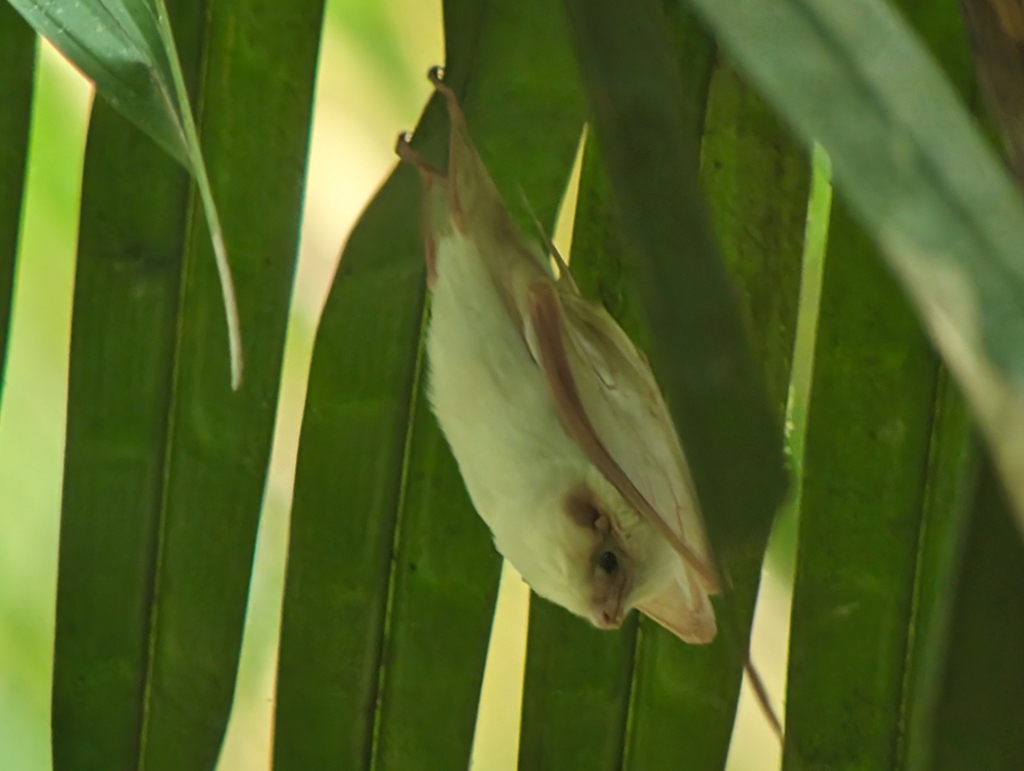 Northern Ghost Bat from Q9JV+8HV, Puntarenas Province, Tarcoles, Costa ...