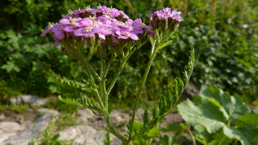 Pink Rose Yarrow from Coni, Italie on August 2, 2013 at 05:17 PM by ...