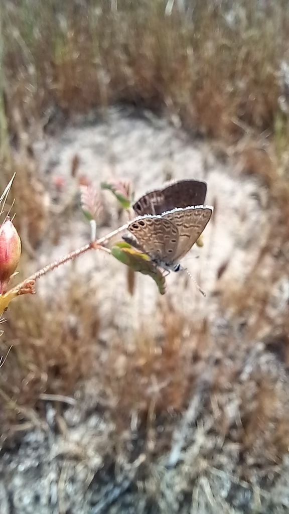 Ramon Blue from 35X6+RHF, Eten 14820, Perú on January 23, 2024 at 09:49 ...