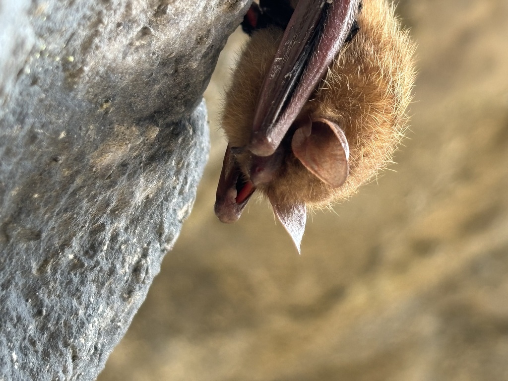 Tricolored Bat in March 2024 by andrewsbiologyadventures · iNaturalist