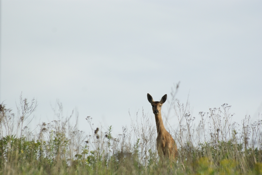 Eastern Roe Deer from Самарская обл., Россия, 443028 on June 14, 2021 ...
