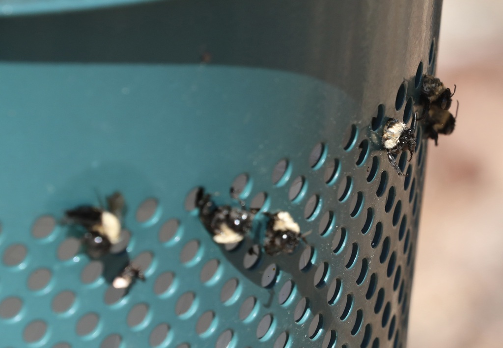 Blueberry Digger Bee from Florence County, SC, USA on March 7, 2024 at ...