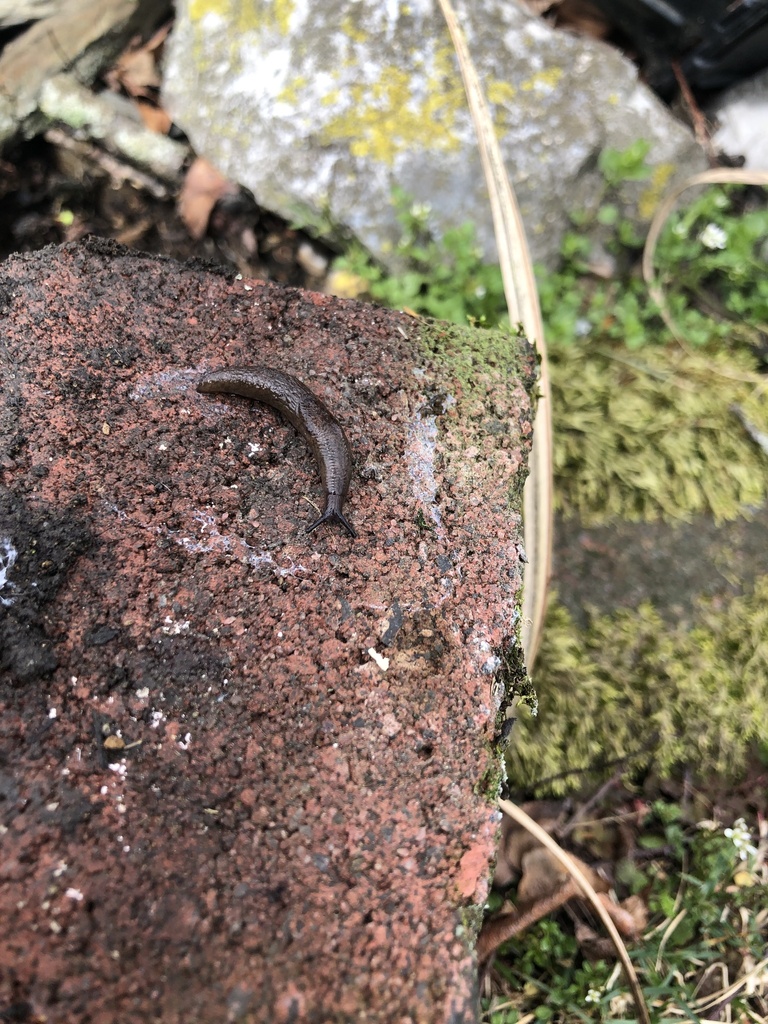 Smooth Land Slugs from Halifax, PA, US on March 7, 2024 at 01:39 PM by ...