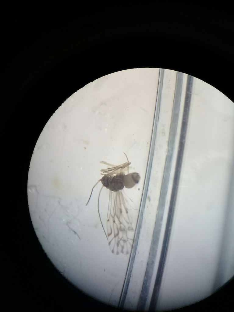 Psocomorpha from Los Mochis-Higuera de Zaragoza, Sinaloa, México on ...