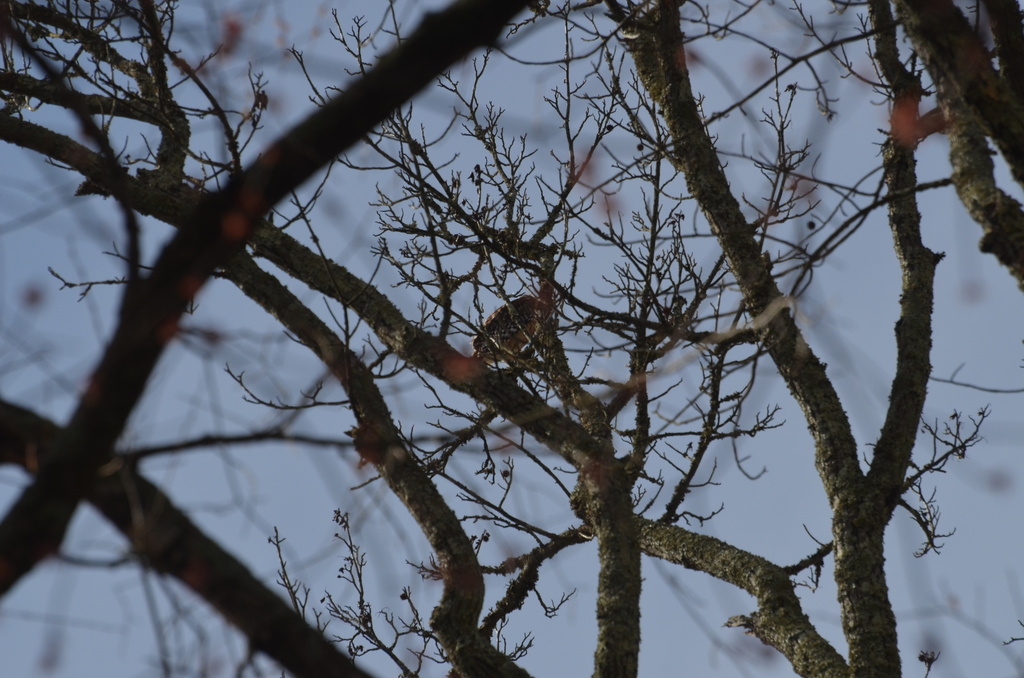 Red-shouldered Hawk from Huntley Meadows Park, Alexandria, VA, US on ...