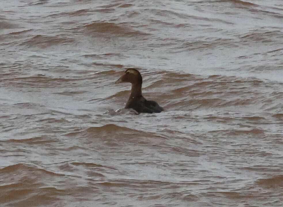 Common Eider from Queens, CA-PE, CA on November 26, 2023 at 09:28 AM by ...