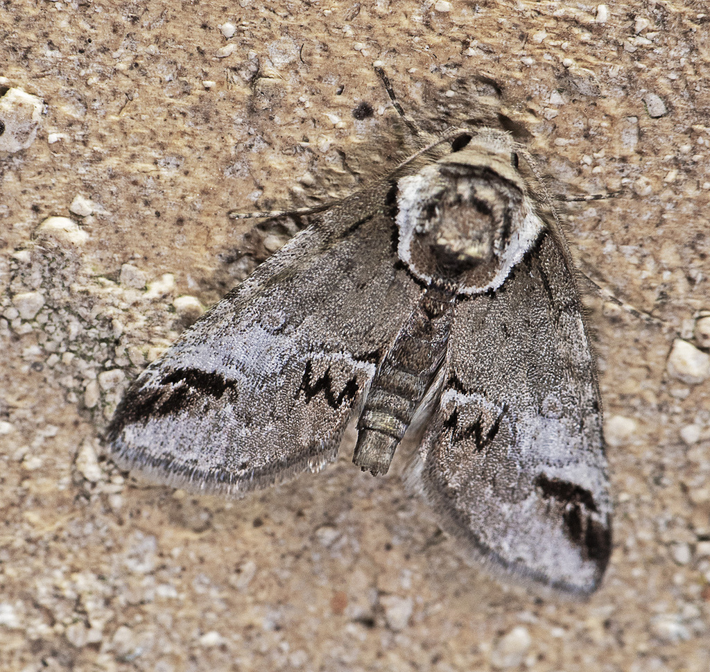 Small Baileya Moth from Canyon Lake, TX, USA on March 4, 2024 at 10:50 ...