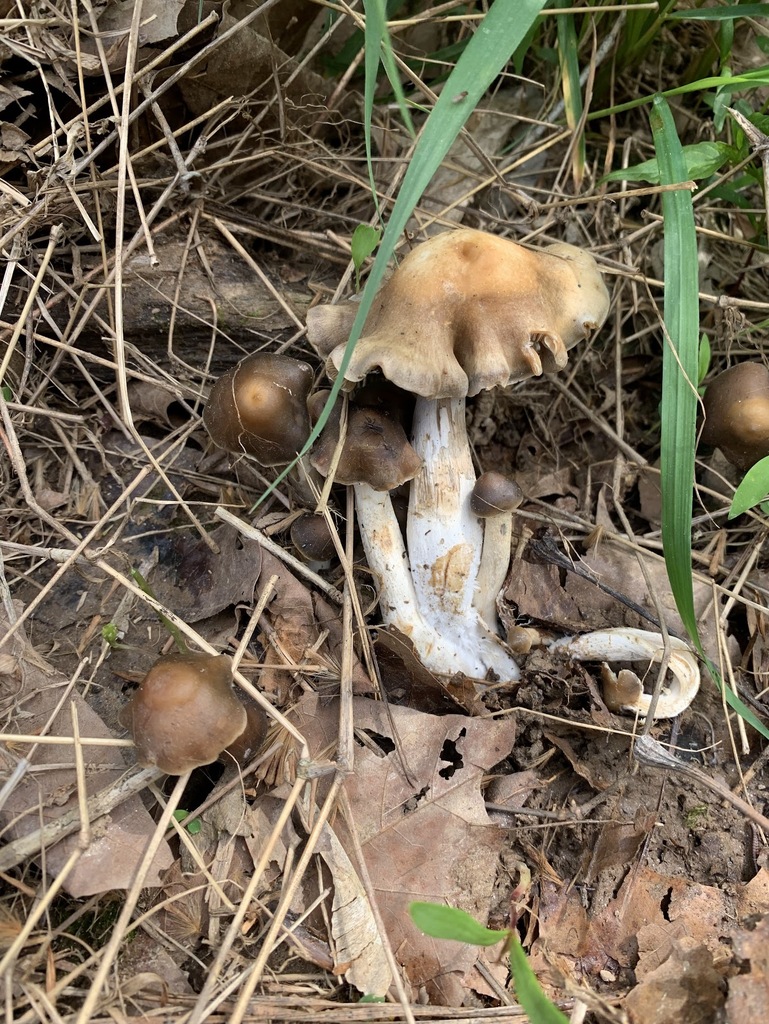 Psychedelic Ovoid Mushroom in March 2023 by nagatoro · iNaturalist
