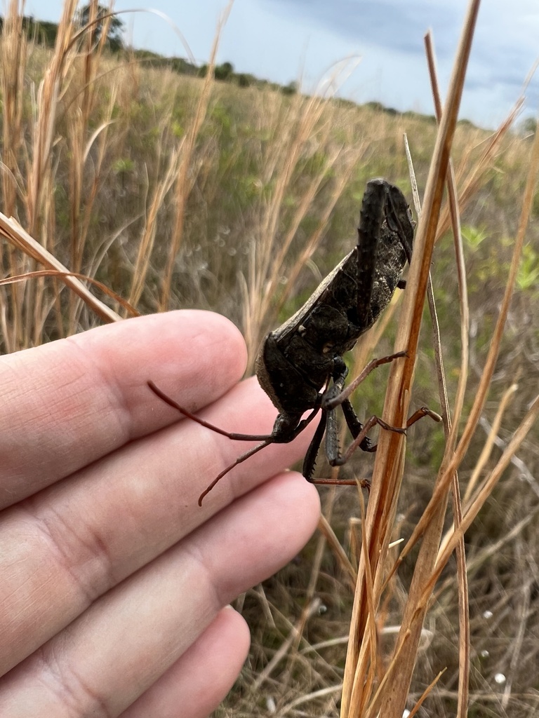 Florida Leaf-footed Bug from Palm City, FL, US on March 7, 2024 at 12: ...