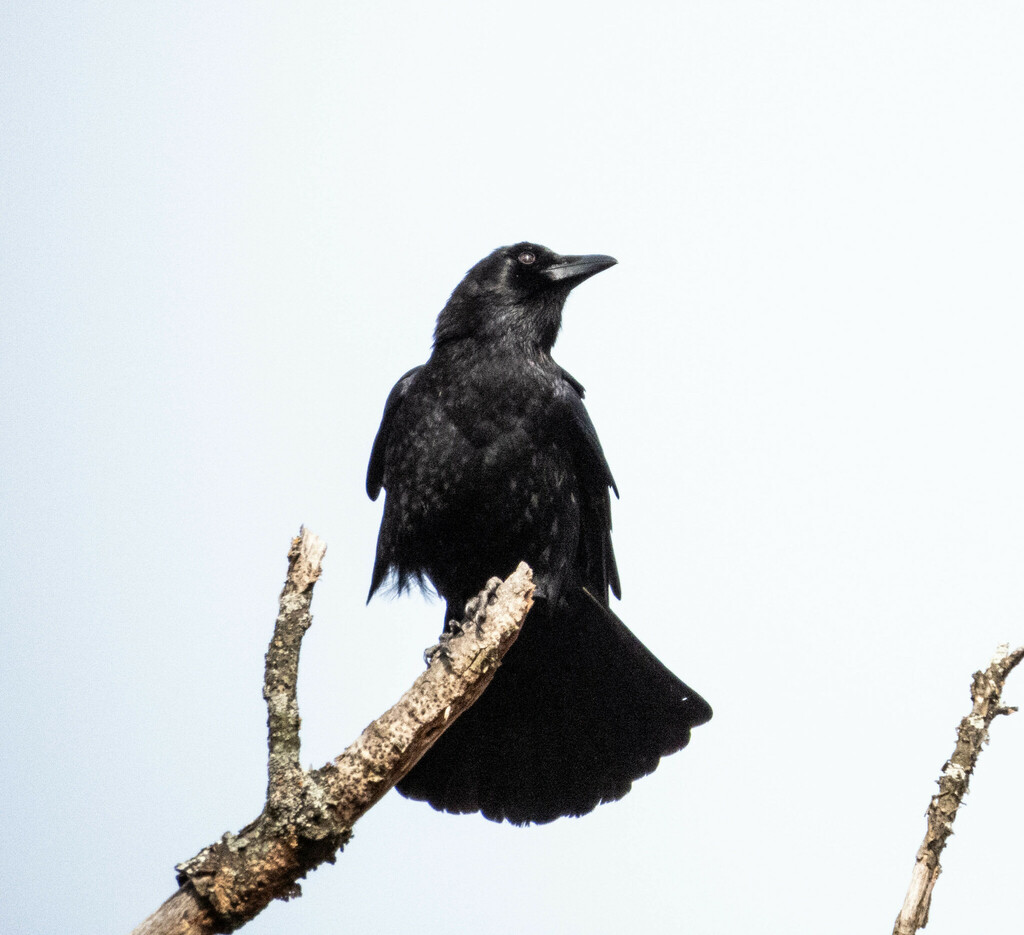 American Crow from Marl Lake, Michigan on March 7, 2024 at 09:53 AM by ...