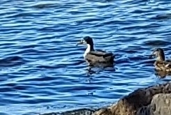 Domestic Mallard from Madison, WI 53704, USA on March 7, 2024 at 09:04 ...