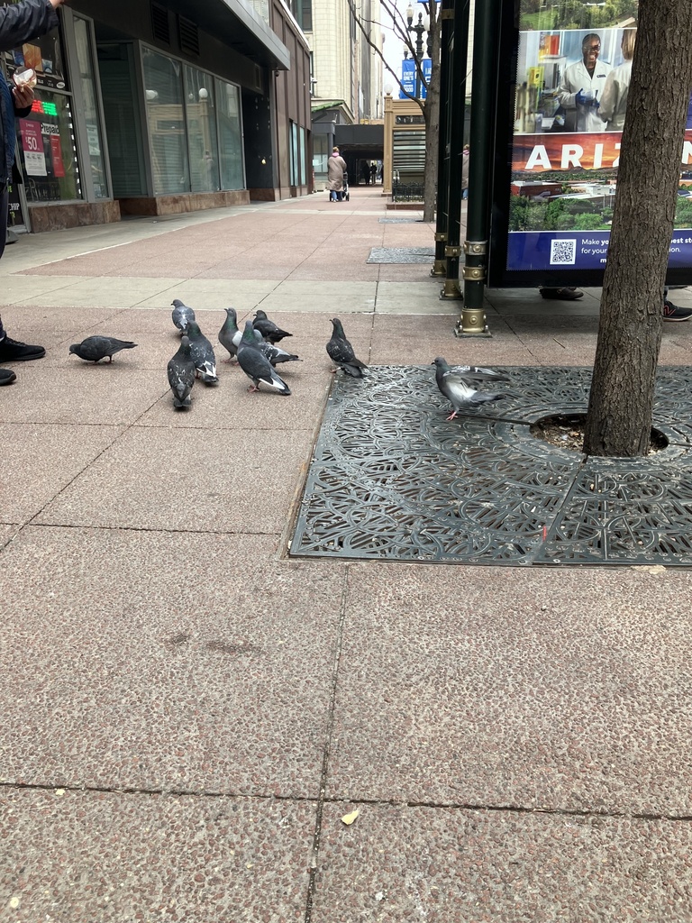 Feral Pigeon from Jackson, Chicago, IL, US on March 7, 2024 at 11:06 AM ...
