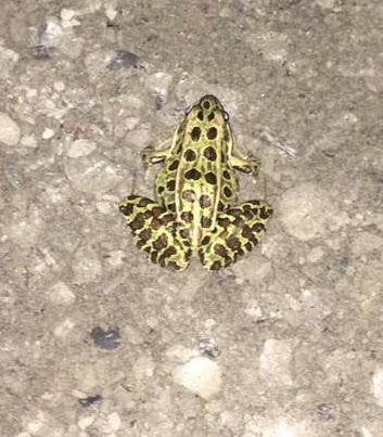 Northern Leopard Frog from Manvers, Kawartha Lakes, ON, CA on March 7 ...