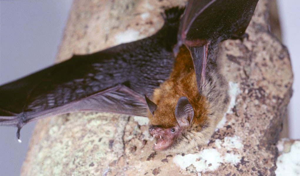 Rufous mouse-eared bat (Myotis bocagii) - Know Your Mammals