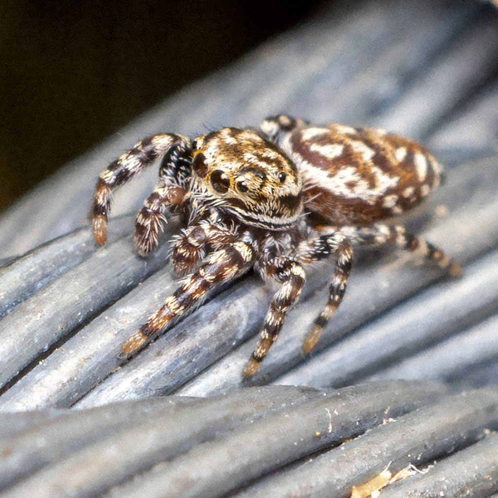 Peppered Jumping Spider from Wheaton, Wheaton-Glenmont, MD, USA on ...