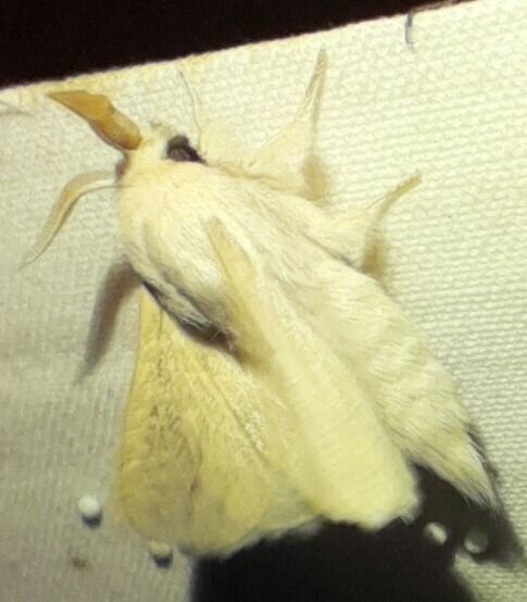 Lappet Moths from Khomas Region, Namibia on March 2, 2024 at 11:35 PM ...