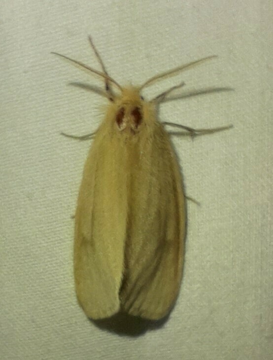 Tussock Moths from Khomas Region, Namibia on March 2, 2024 at 11:50 PM ...
