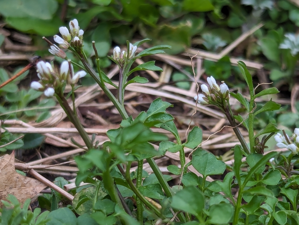 Bittercresses and Toothworts from New York, NY 10069, USA on March 7 ...