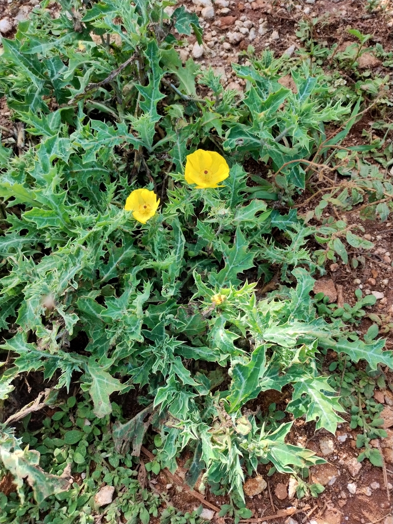 Mexican prickly poppy from North Eleuthera, The Bahamas on March 7 ...