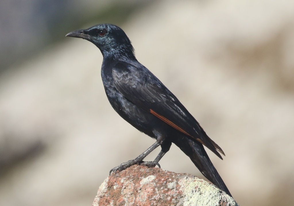 Somali Starling from Hadibu, Yemen on February 1, 2024 at 09:11 AM by ...
