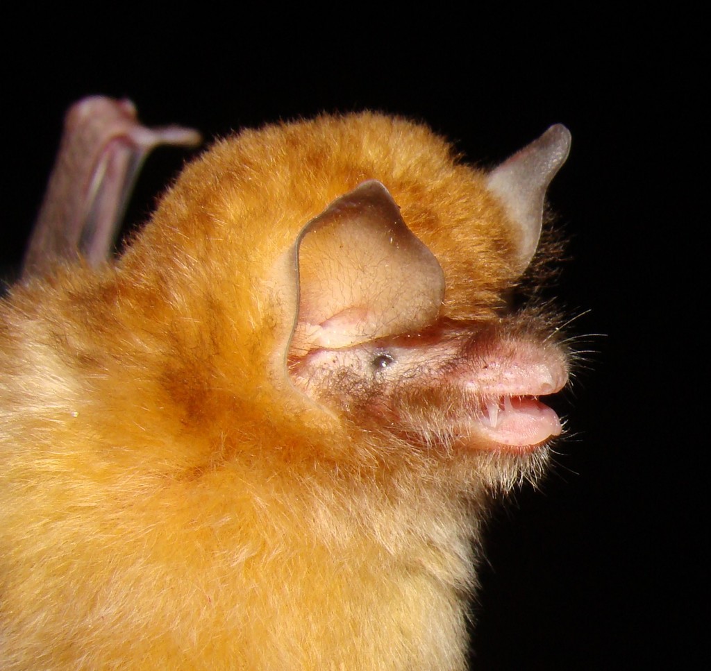 Brazilian Funnel-eared Bat in September 2011 by Kathrin · iNaturalist