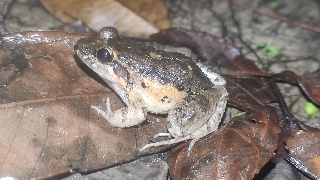 Frogs and Toads in March 2024 by Wildlife Tours Peru, Christoph Meyer ...