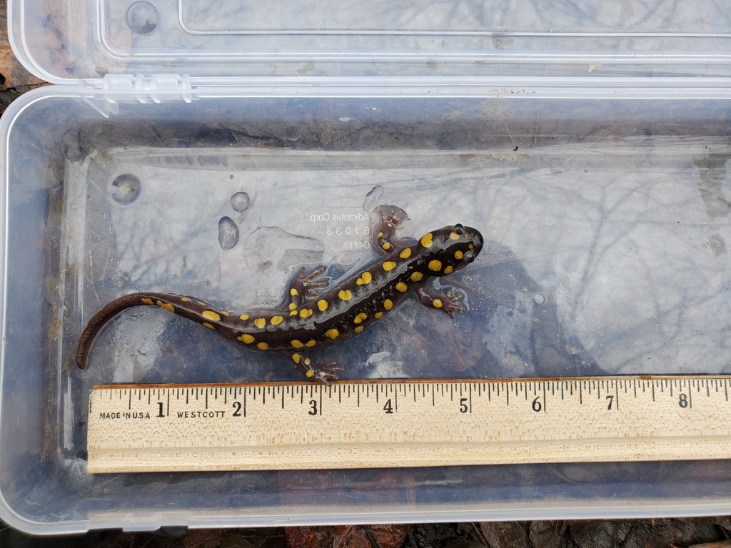 Spotted Salamander from Independence Township, PA, USA on March 7, 2024 ...