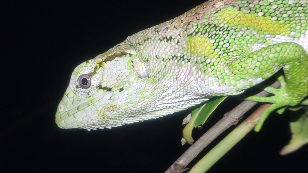 Common Monkey Lizard in March 2024 by Wildlife Tours Peru, Christoph ...