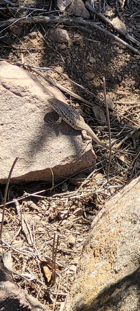 Braided Smooth-throated Lizard from Huasco, CL-AT, CL on March 7, 2024 ...