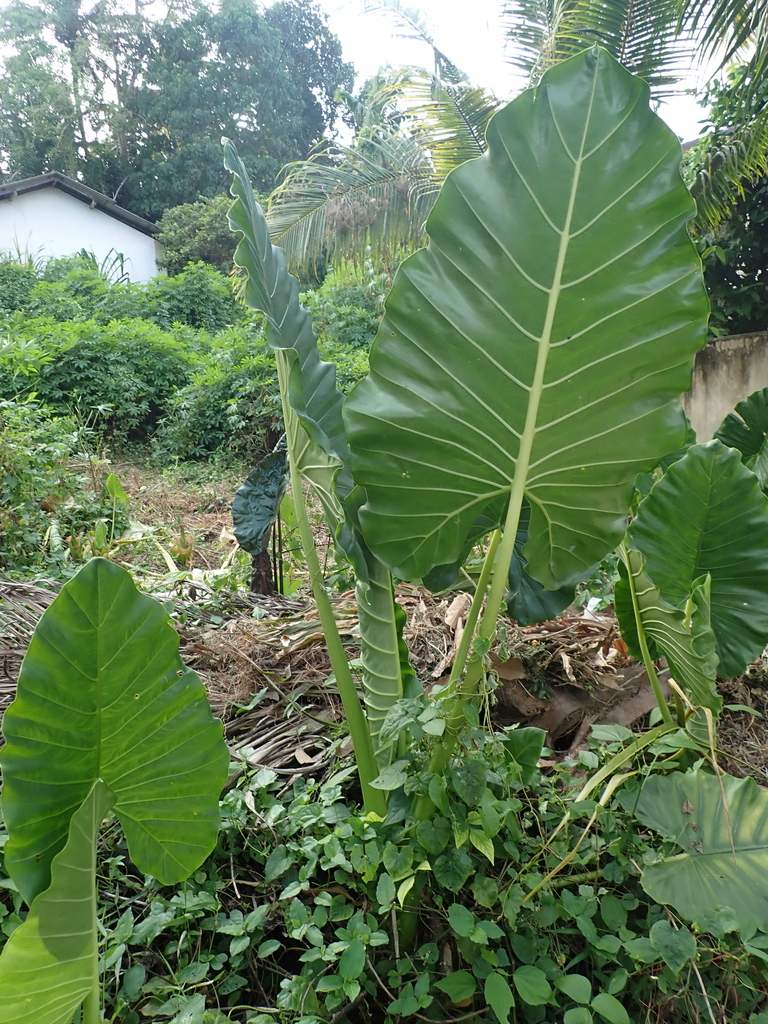 giant taro from Palatuwa, Sri Lanka on January 24, 2024 at 12:13 PM by ...