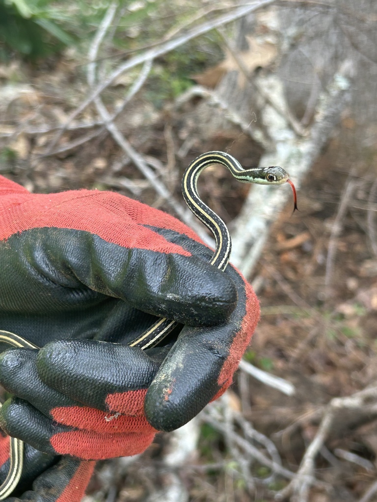 Western Ribbon Snake from W Lake Forest Ct, Conroe, TX, US on March 7 ...