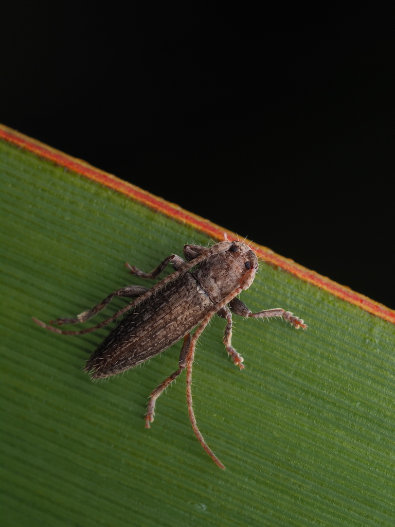 Longhorn Beetles from Tarakena Bay / Moa Point Road, Wellington, North ...
