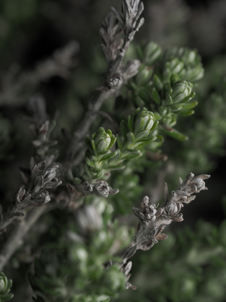 Tauhinu from Tarakena Bay / Moa Point Road, Wellington, North Island ...
