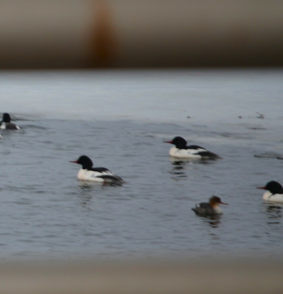 Common Merganser from Corran Ban, Queens, PEI, Canada on February 28 ...