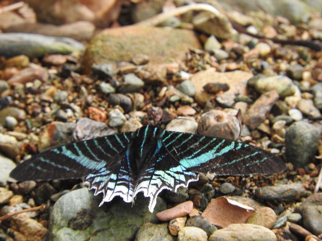 Green-banded Urania from Tobago, Trinidad and Tobago, TT on March 7 ...