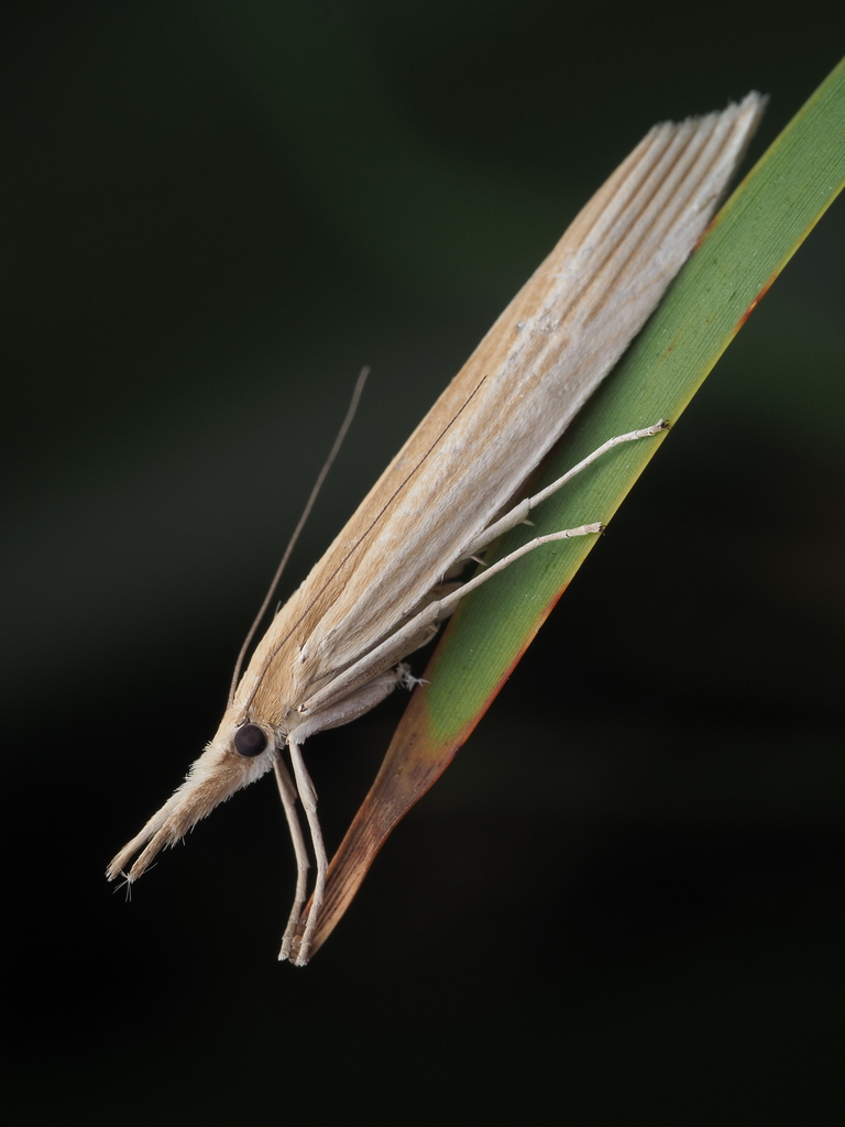 Orocrambus angustipennis from Tarakena Bay / Moa Point Road, Wellington ...
