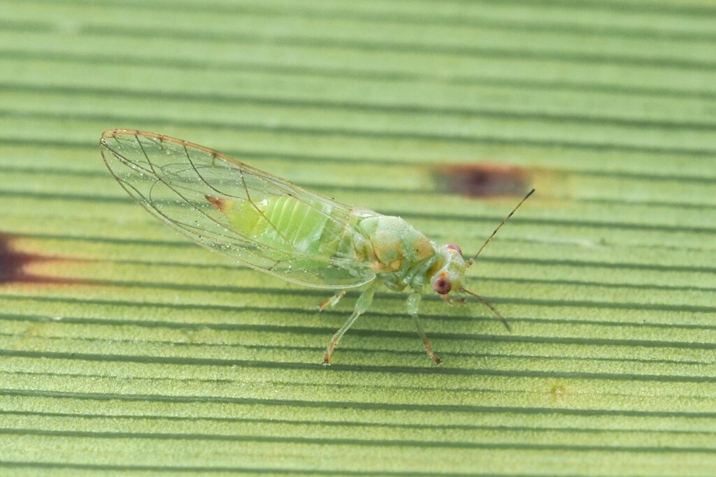 Powellia from Tarakena Bay / Moa Point Road, Wellington, North Island ...