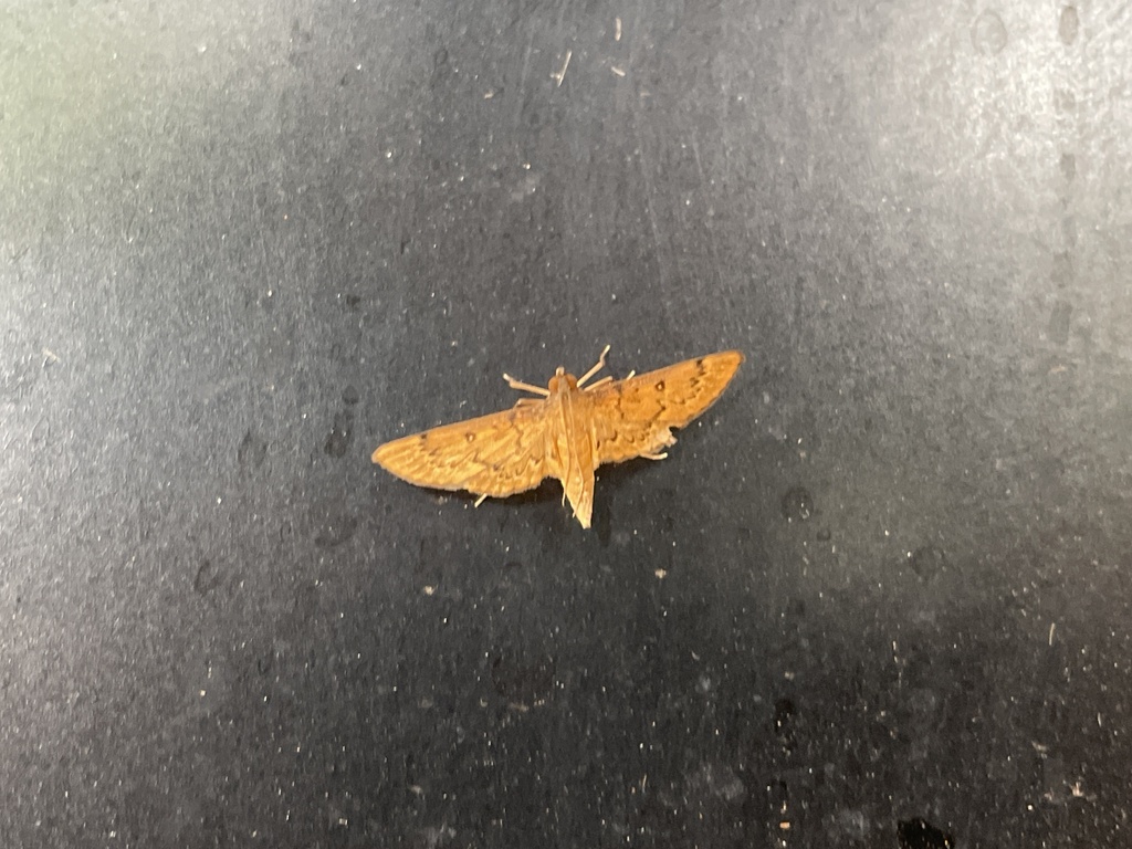 Yellow Peach Moth from Gibbons Street Reserve, 雷德芬, NSW, AU on March 8 ...