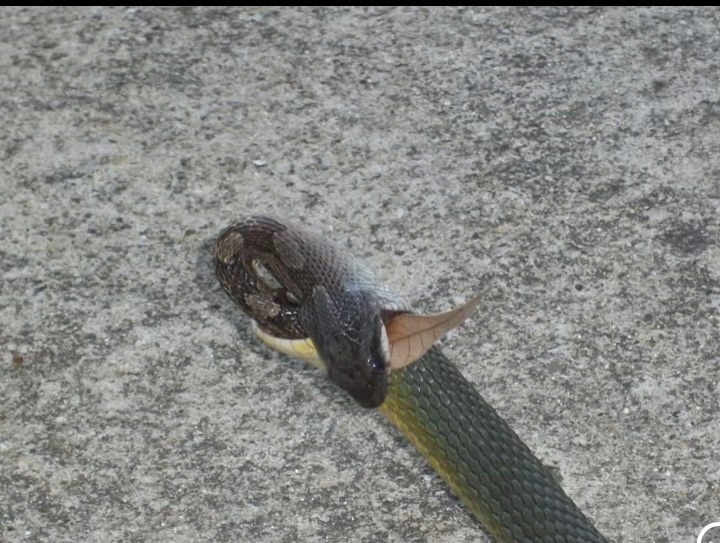 Eastern Yellow-bellied Racer in September 2011 by Ruby. Eating juvenile ...